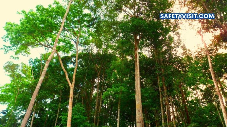Is It Safe To Visit The Amazon Rainforest? | SafetyVisit